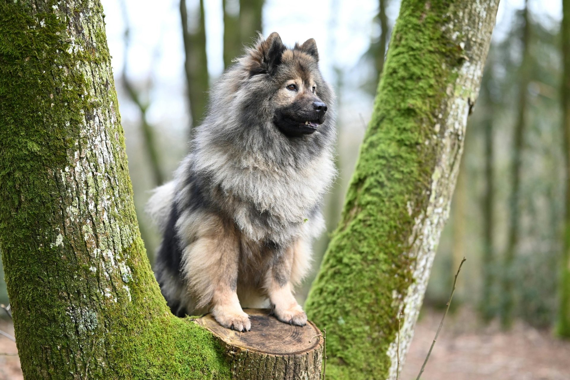 Tout savoir sur le spitz loup : histoire et caractéristiques ...